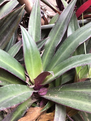 紫贝万年青蚌花种苗带根带土发货多年生四季易种满包邮包存活药用