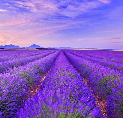 鲜花花朵海报 薰衣草向日葵郁金香花朵自然田园风景装饰画j3419C