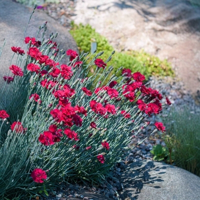 蓝灰石竹多年生常绿花卉盆栽