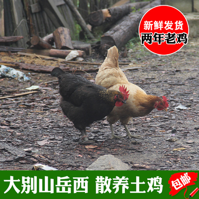 顺丰包邮大别山农村散养2年土鸡
