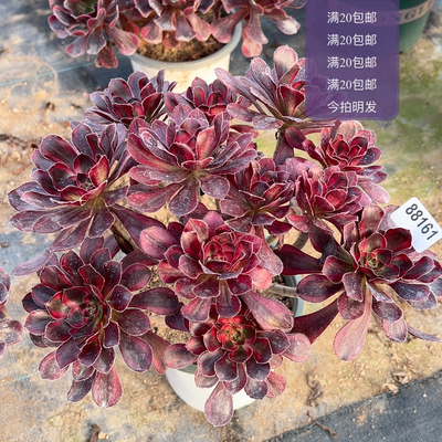 8161香