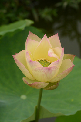 【圆瓣锦霞】中大型复色观赏荷花