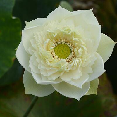 【白羽清芬】仙鹤卧雪】白色重瓣