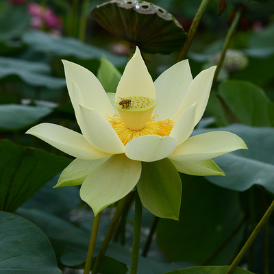 乌托邦荷花【六朝金枝】抗逆性好