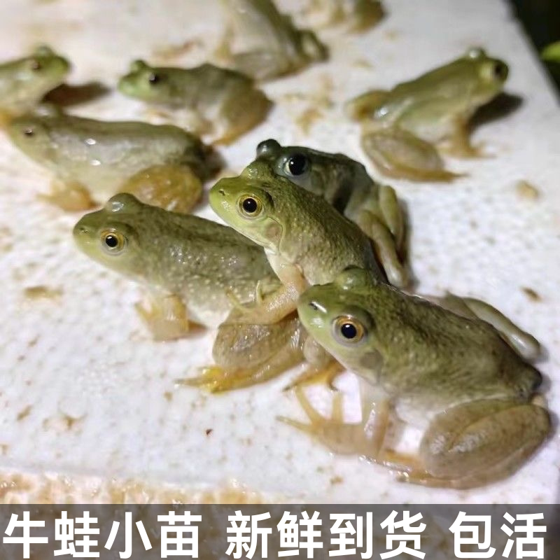 特价牛蛙活体牛蛙苗小四脚苗食用幼蛙中蛙送饲料水族观赏宠物包邮
