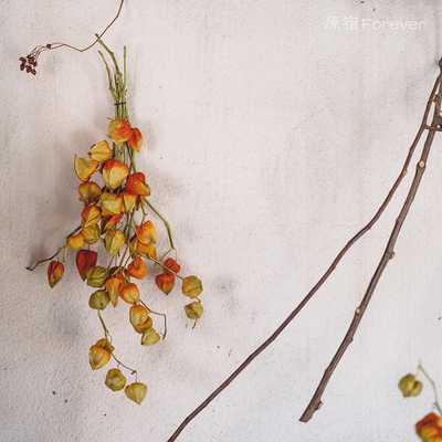 天然植物干花酸浆果子