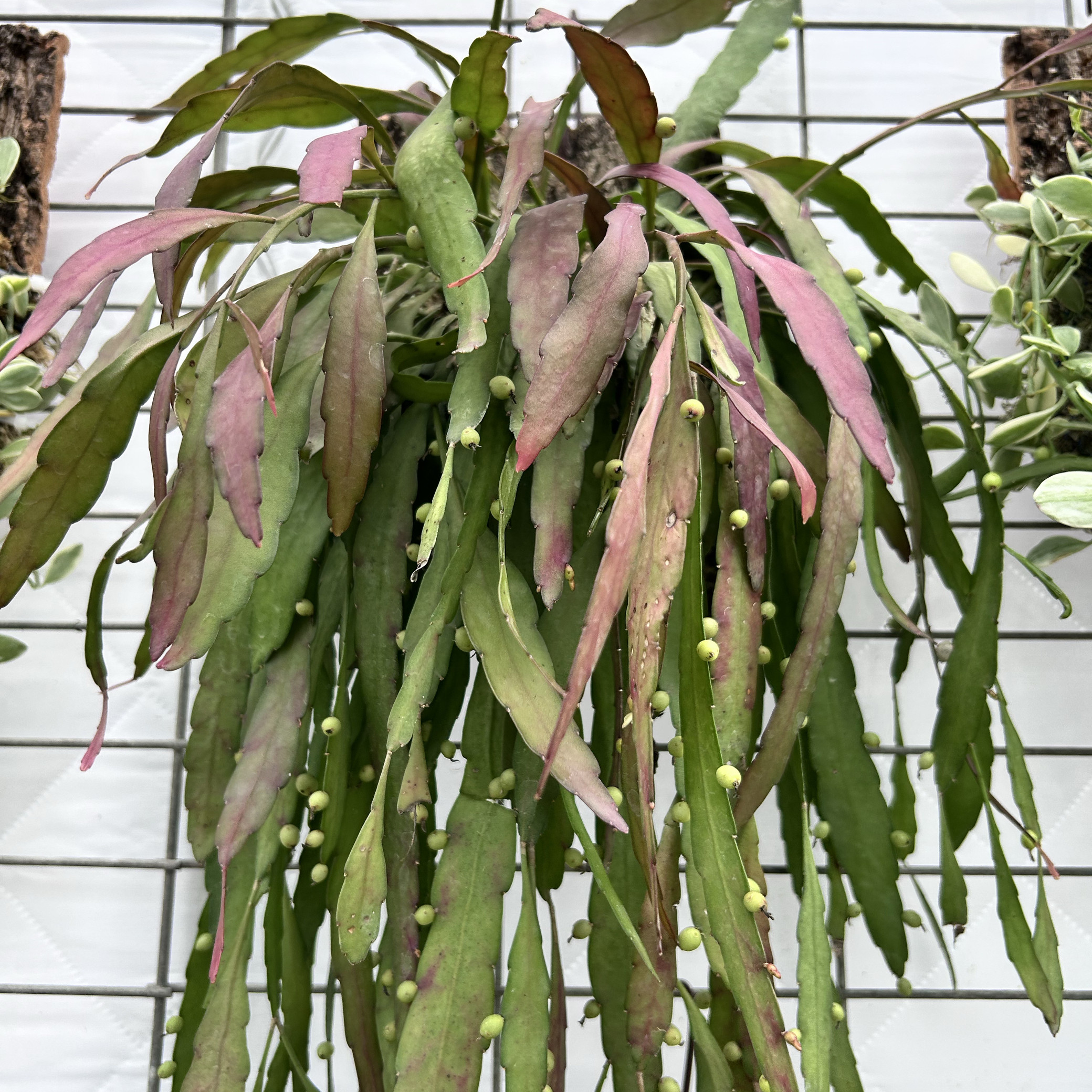 一物一拍板植红珊瑚吊兰系列