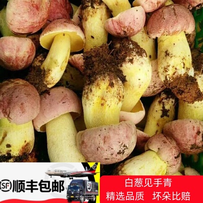 云南野生白葱见手青顺丰包邮
