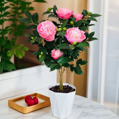 香妃茶花树苗盆栽粉色浓香耐寒好养阳台庭院室内客厅四季花卉绿植