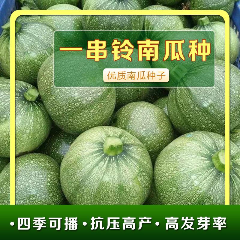 珍珠一串铃南瓜种子小南瓜种子 观赏兼食用农家菜园易种植南瓜籽