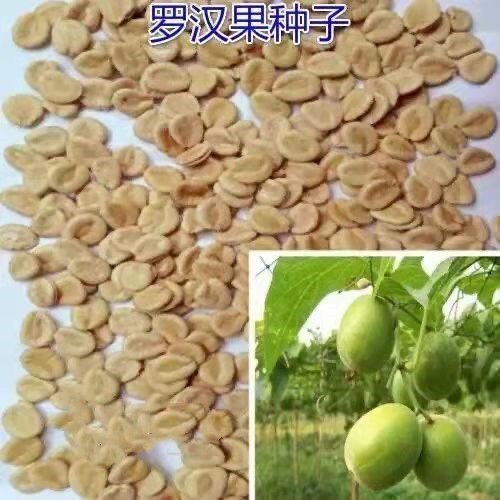 罗汉果种子罗汉果树苗庭院阳台种苗盆栽罗汉果苗当年挂果大田种植