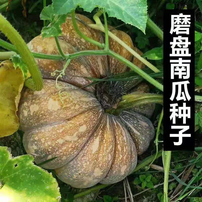 老品种磨盘南瓜粉面大南瓜种子四季播种蔬菜种子庭院楼顶种植蔬菜