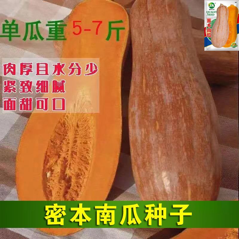 蜜本南瓜种子超甜特甜南瓜种籽高产香甜春季南方四季子金韩密本