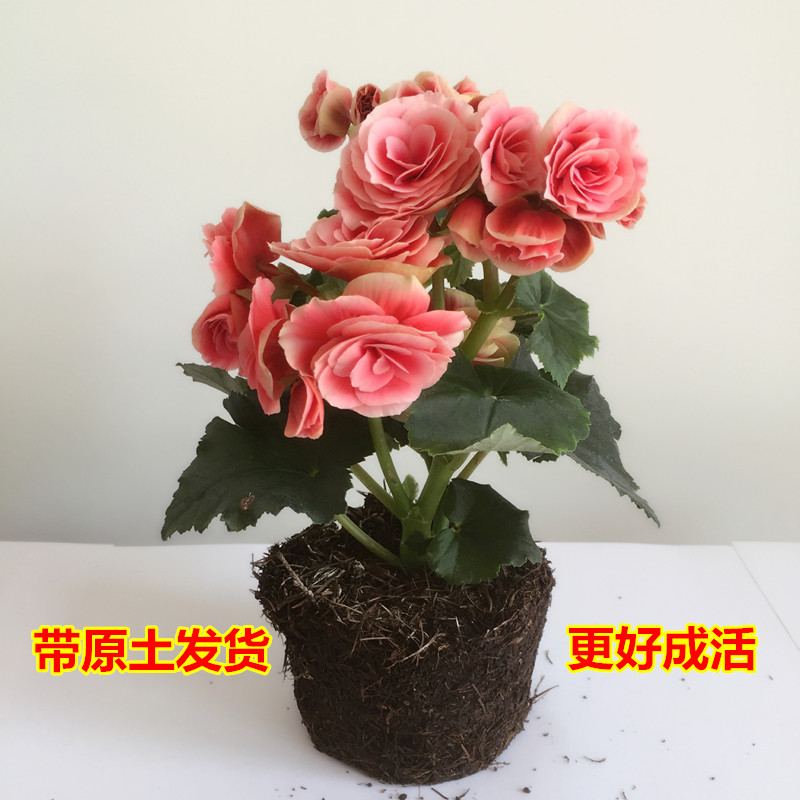 四季开花玫瑰海棠丽格海棠秋海棠花苗重瓣带花室内盆栽花卉