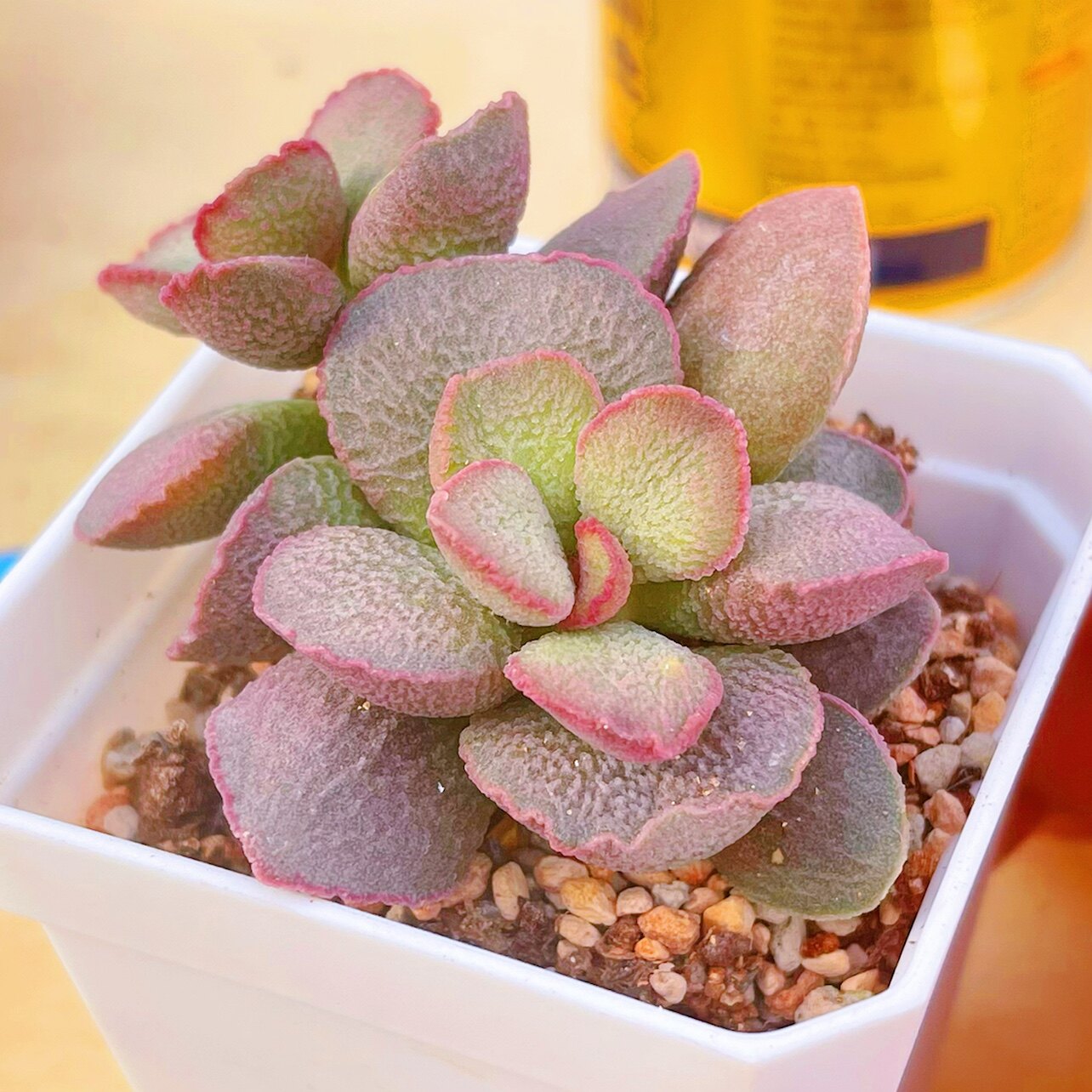 霓虹水泡 磨砂蛋 多肉植物 叶片 叶插苗 稀有水泡 新品