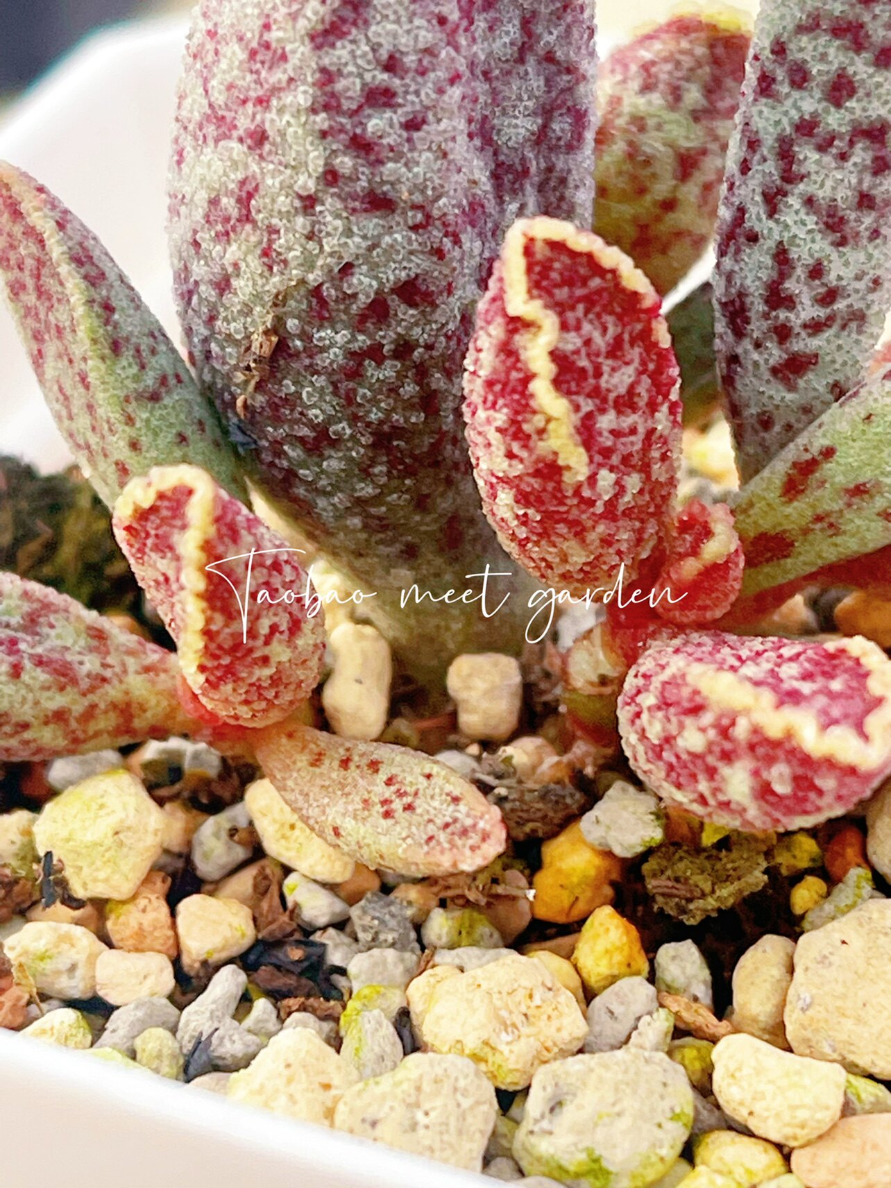 无花果水泡 多肉植物 叶片 叶插苗 园艺 62号水泡 一物一拍 新品