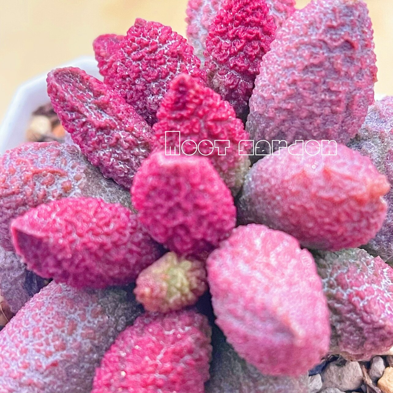 达摩水泡 多肉植物 叶片 叶插苗 一物一拍 稀有 新品