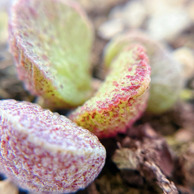 睡莲水泡 实生 多肉植物 天锦章 奇趣 叶片 叶插苗 一物一拍