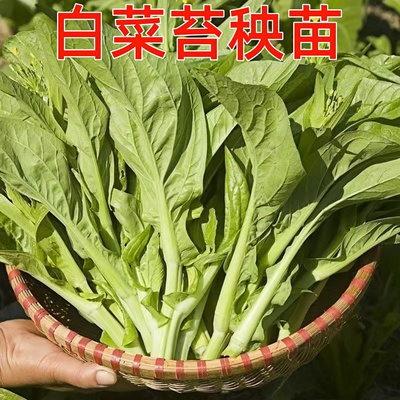 早熟白菜苔种籽香甜早白菜
