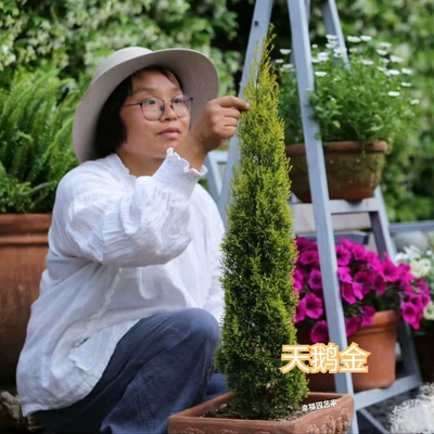 四季常绿彩叶树多年生