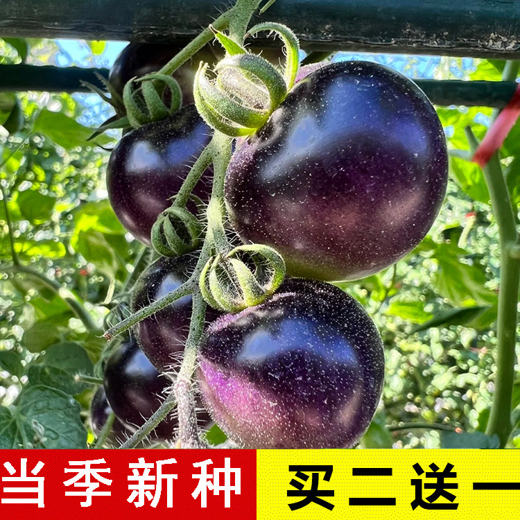 四季盆栽矮生紫番茄种子紫宝石樱桃小番茄紫色迷你春秋季水果种籽