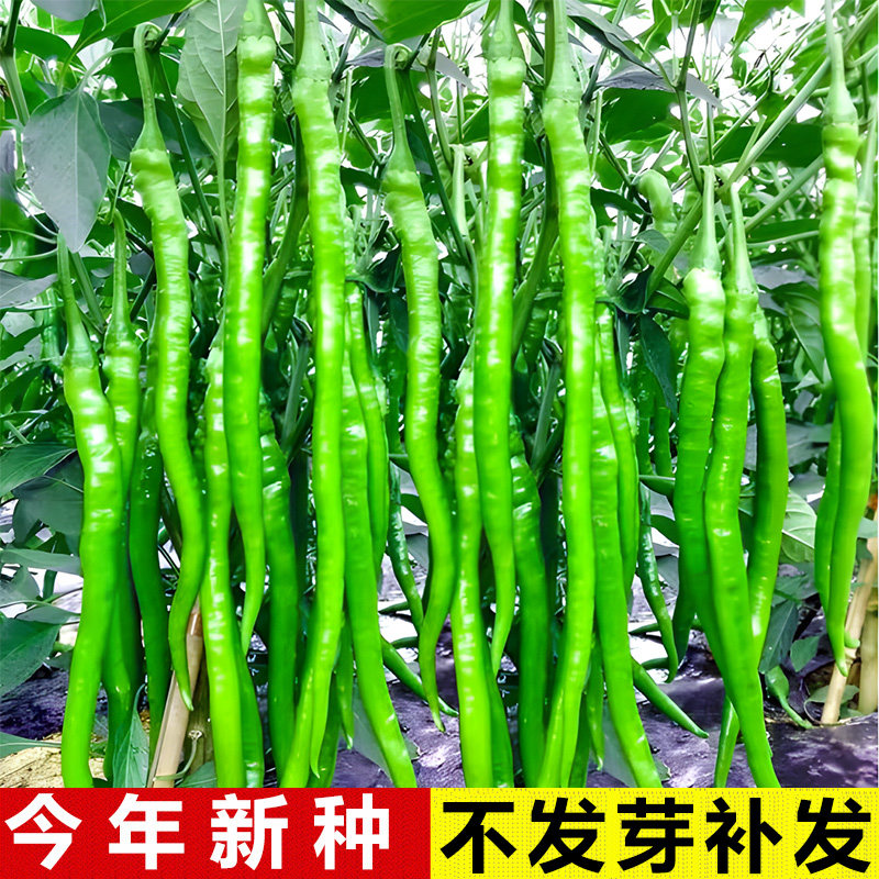南方四季超辣高产庭院盆栽8819线椒种籽红线辣椒蔬菜种子大全春夏