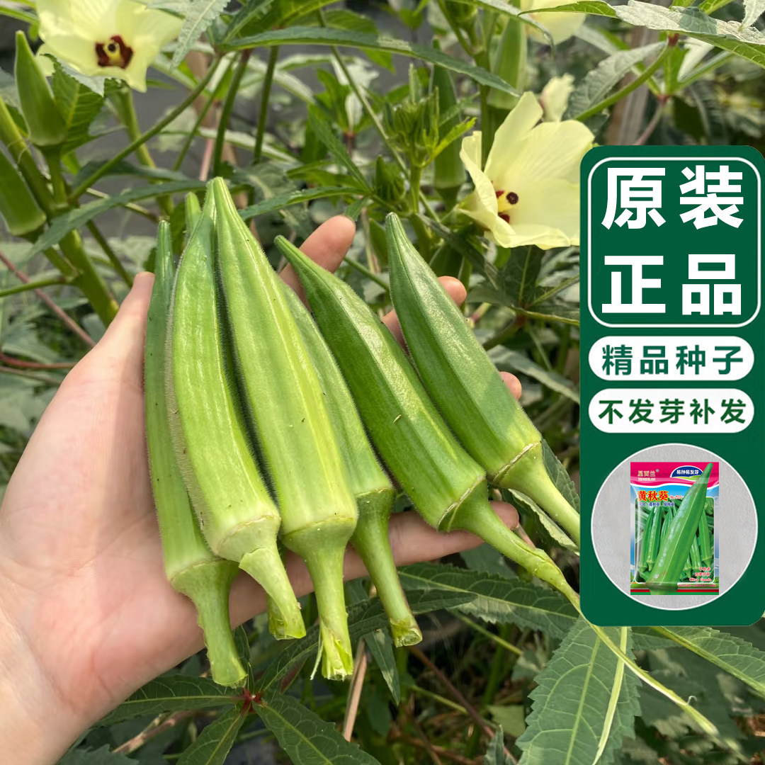 水果绿黄秋葵种子大全绿春秋冬四季红秋葵苗种籽蔬菜种孑农家高产