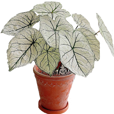 白色恋人彩叶芋盆栽粉色飞溅绿植