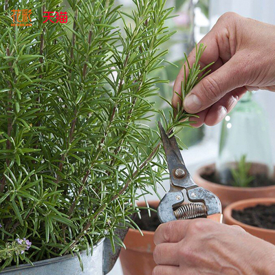 花彩迷迭香盆栽香草植物香料理西餐烹饪阳台花园常绿植观叶有香味