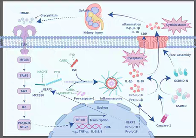 个人Cell Reports Medicine封面设计医学画图示意图细胞图动物
