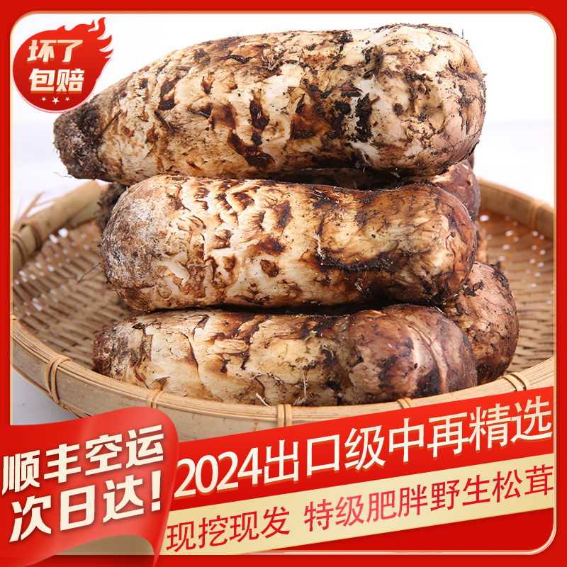 四川甘孜新鲜松茸菌菇出口级特产不开伞食用野生菌非云南香格里拉