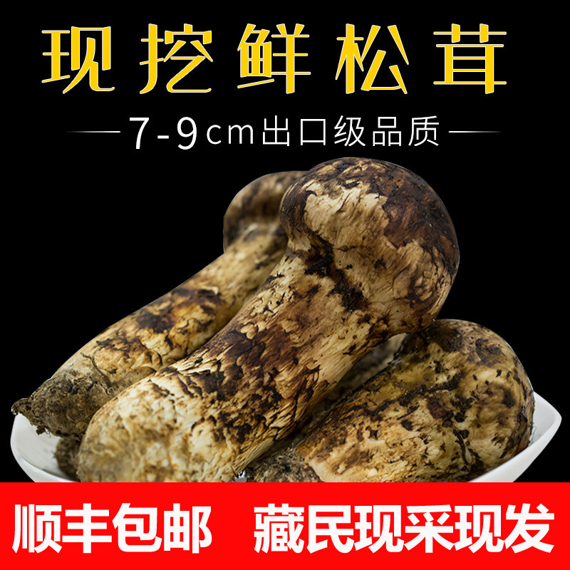 新鲜松茸500g野生菌特产出口级不开伞2026现货松茸特级食用菌菇