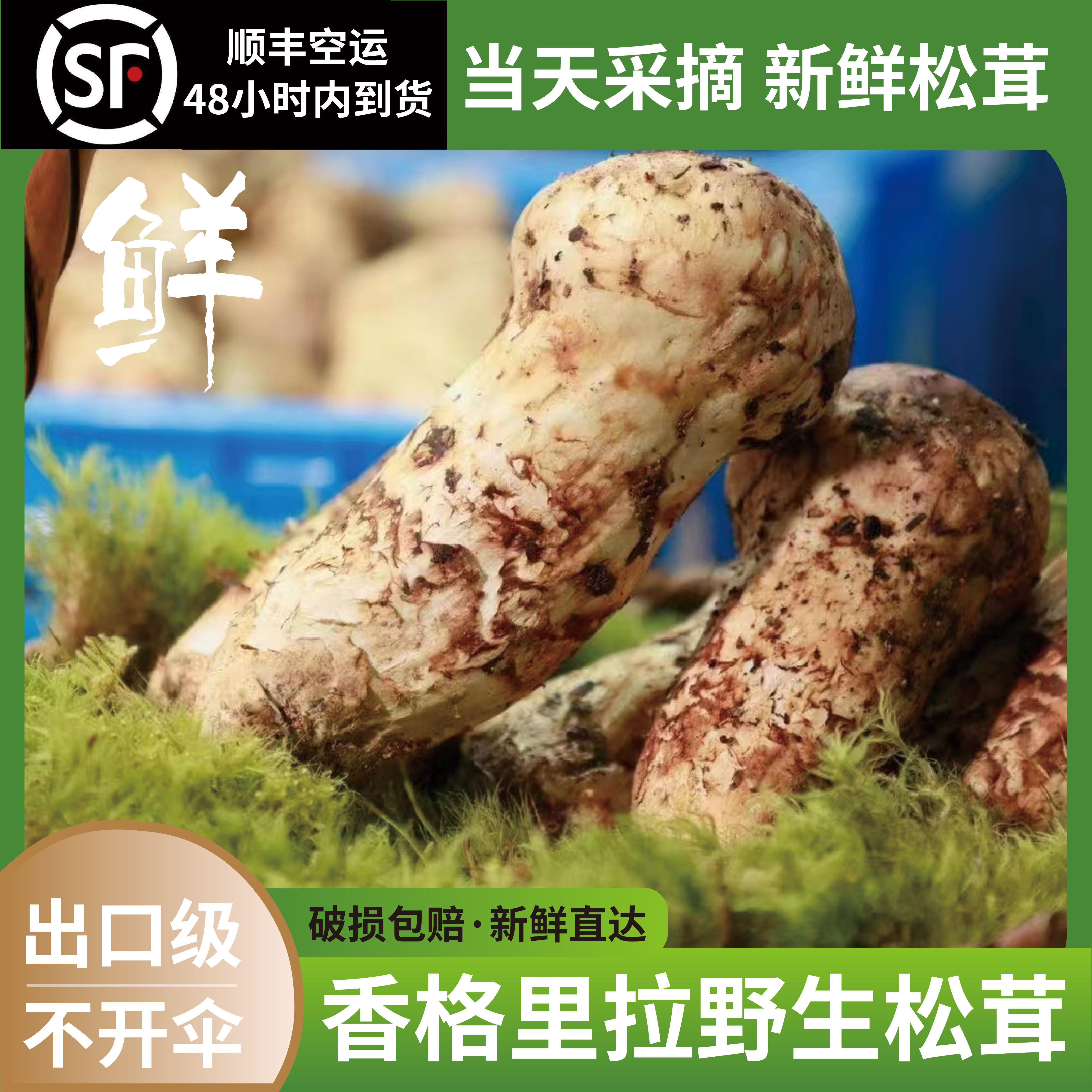 2026现货野生松茸新鲜野生菌出口级正宗云南特产未开伞菌菇野山菌