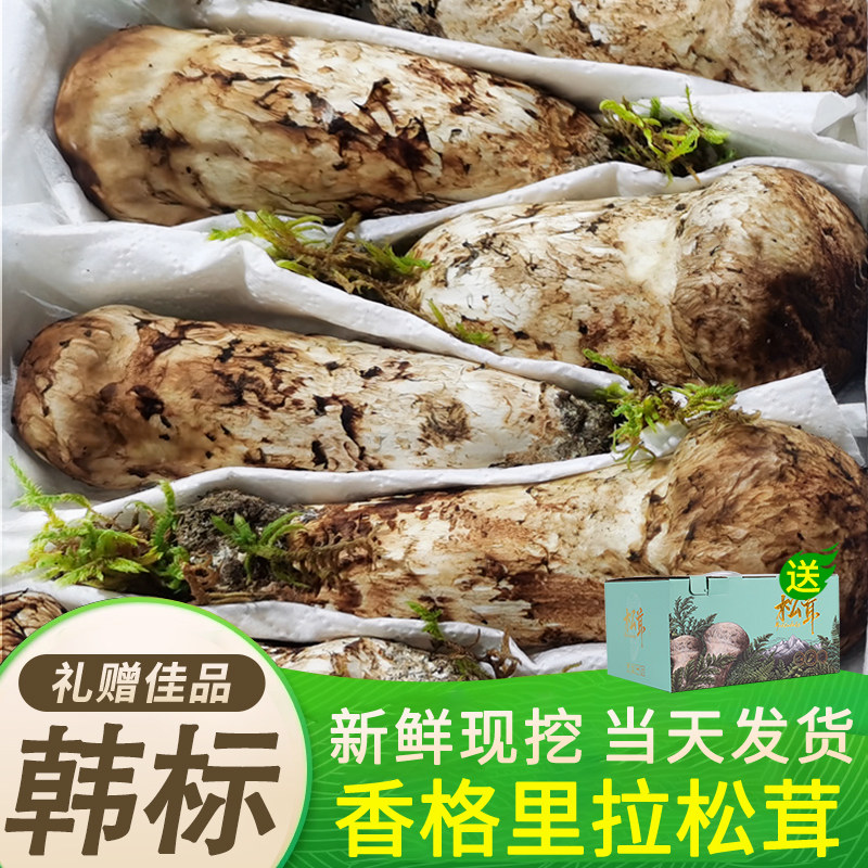 2026云南现挖新鲜松茸香格里拉特产野生食用菌菇精品出口级不开伞