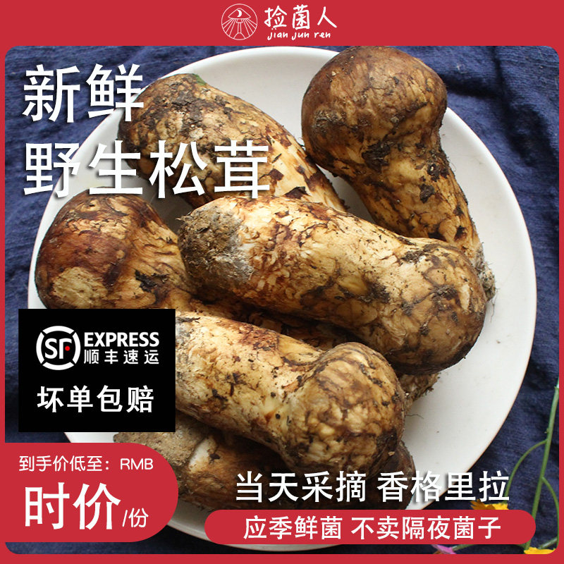 新鲜松茸野生菌云南特产出口级香格里拉不开伞特级食用菌菇2026