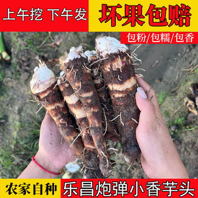 张溪小香芋农家自种包粉糯香
