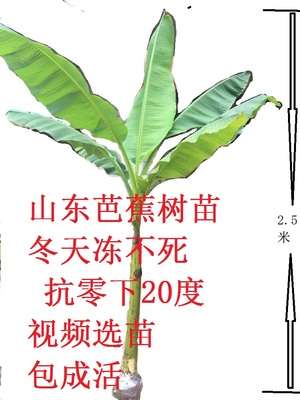 芭蕉树苗耐寒零下20度芭蕉苗绿化树苗超大盆栽庭院带土北方香蕉苗