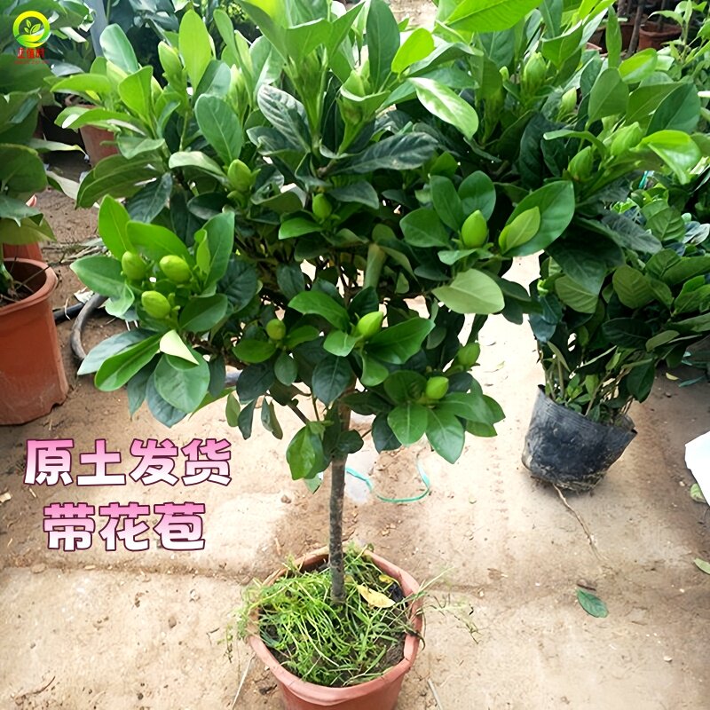 栀子花盆栽春季开花独杆棒棒糖栀子花树苗老桩大树庭院枝枝花绿植