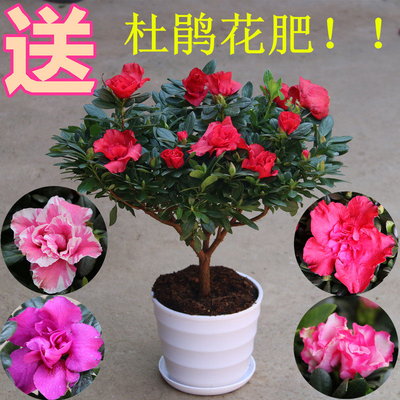 杜鹃花盆栽花卉多季开花比利时杜鹃花植物室内客厅阳台植物带花苞
