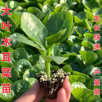 四季高产大圆叶木耳菜苗多次采摘