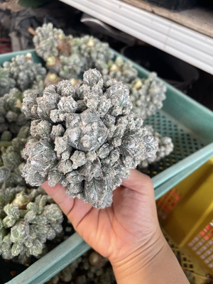 奇特稀有鸾凤玉石化鸾凤阁仙人掌仙人柱多肉植物美观布置防辐射