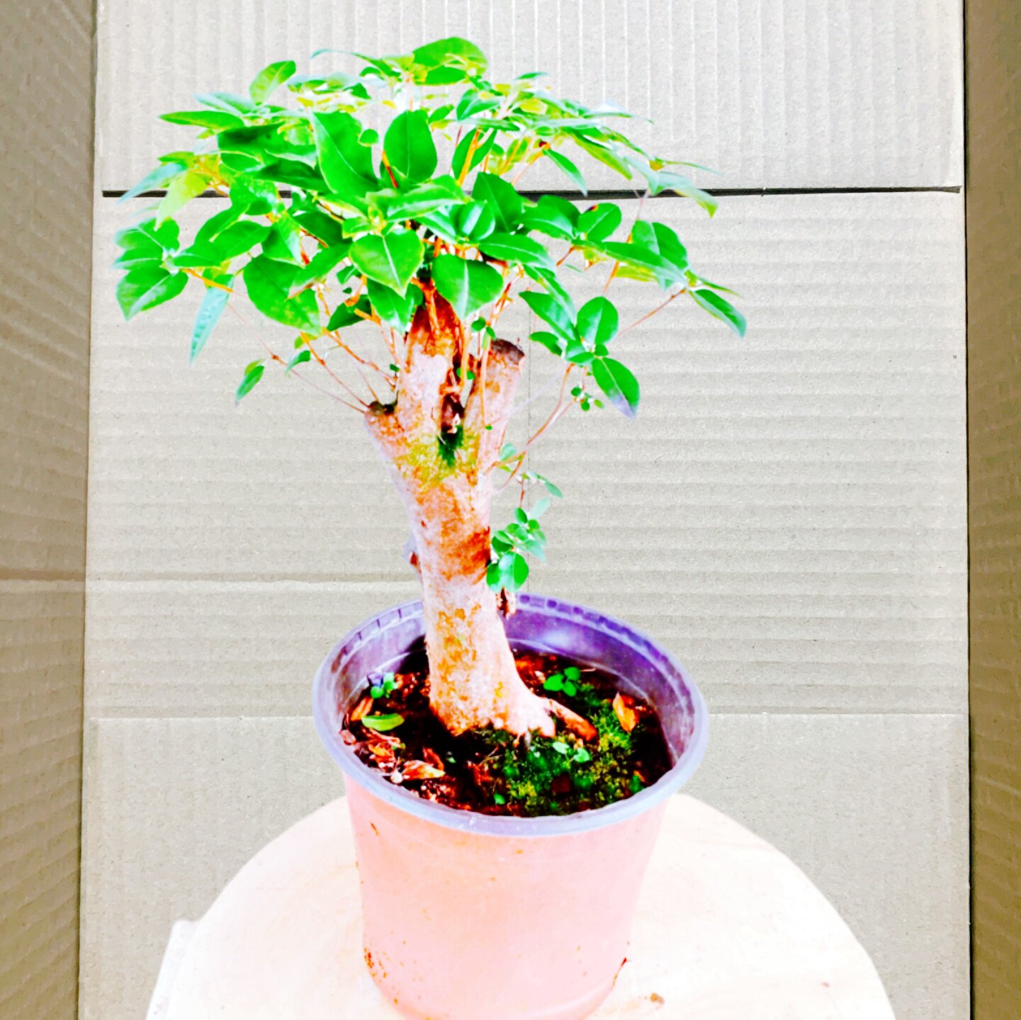 杜鹃盆栽马银花树精品小老桩一物一拍盆景真花四季室内好处理绿植