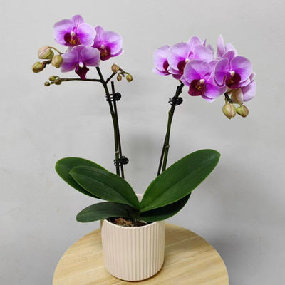 斗南花卉蝴蝶兰客厅带花发货