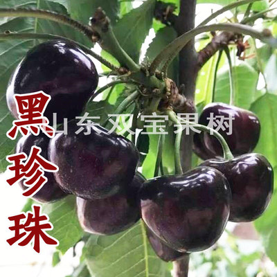 黑珍珠车厘子树苗嫁接矮化