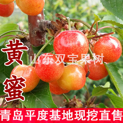 嫁接黄蜜大樱桃树苗现挖包活