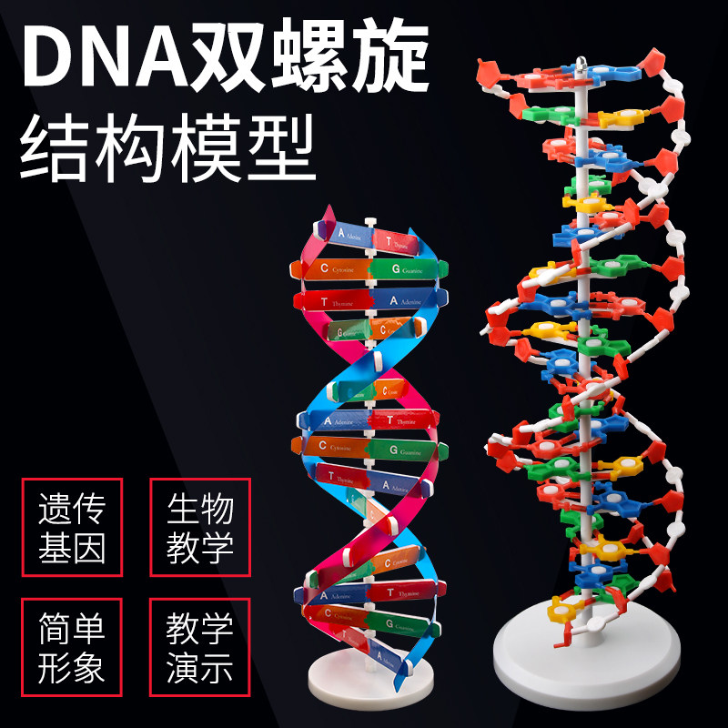 DNA 60cmJ33306 