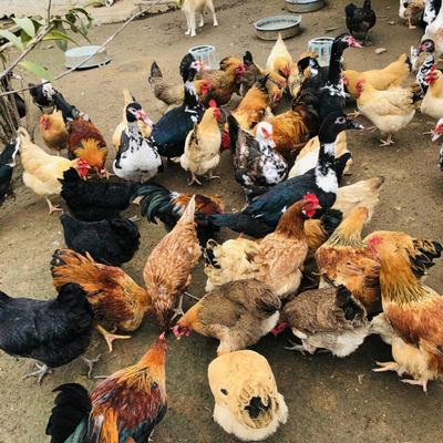 梅州蕉岭农家放养家鸡土鸡阉鸡老母鸡喂五谷杂粮当天宰杀发货包邮