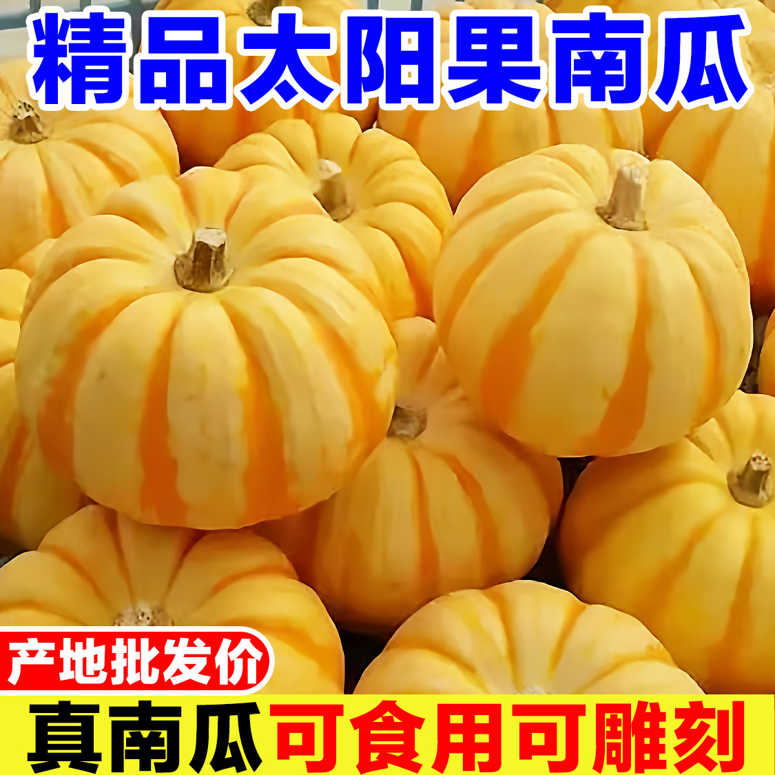 迷你桔瓜太阳果南瓜新鲜金黄色南瓜金丝瓜万圣节灯笼南瓜供佛观赏