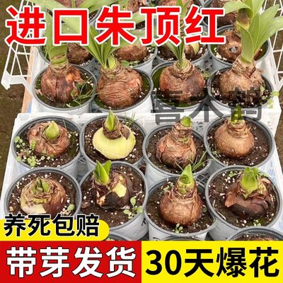 荷兰进口朱顶红重瓣大花种球土培室内庭院四季种植两月开花耐寒冬