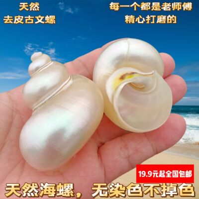 天然海螺贝壳螺荧光螺寄居蟹替换壳去皮古文螺鱼缸造景装饰摆件